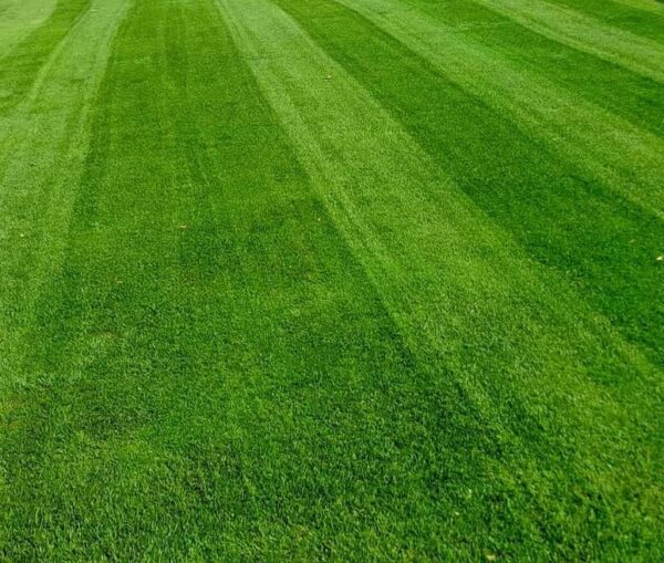Bermuda Grass Bible - The Ultimate Guide to Bermuda grass Care