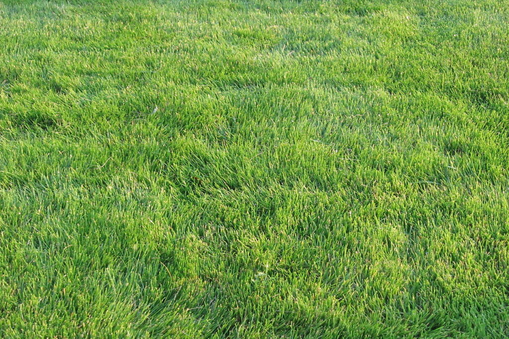 Bermuda Grass Bible - The Ultimate Guide to Bermuda grass Care