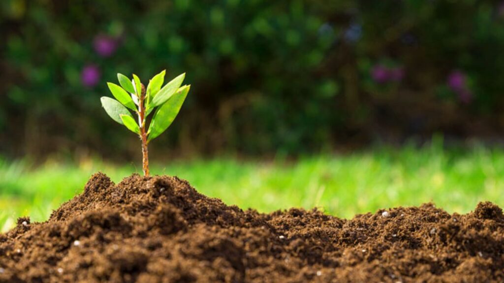 Bermuda Grass Bible - The Ultimate Guide to Bermuda grass Care