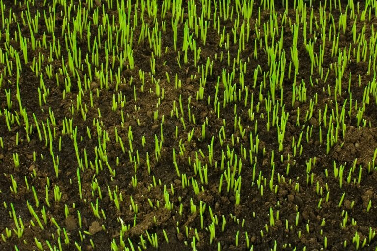 Bermuda Grass Bible - The Ultimate Guide to Bermuda grass Care