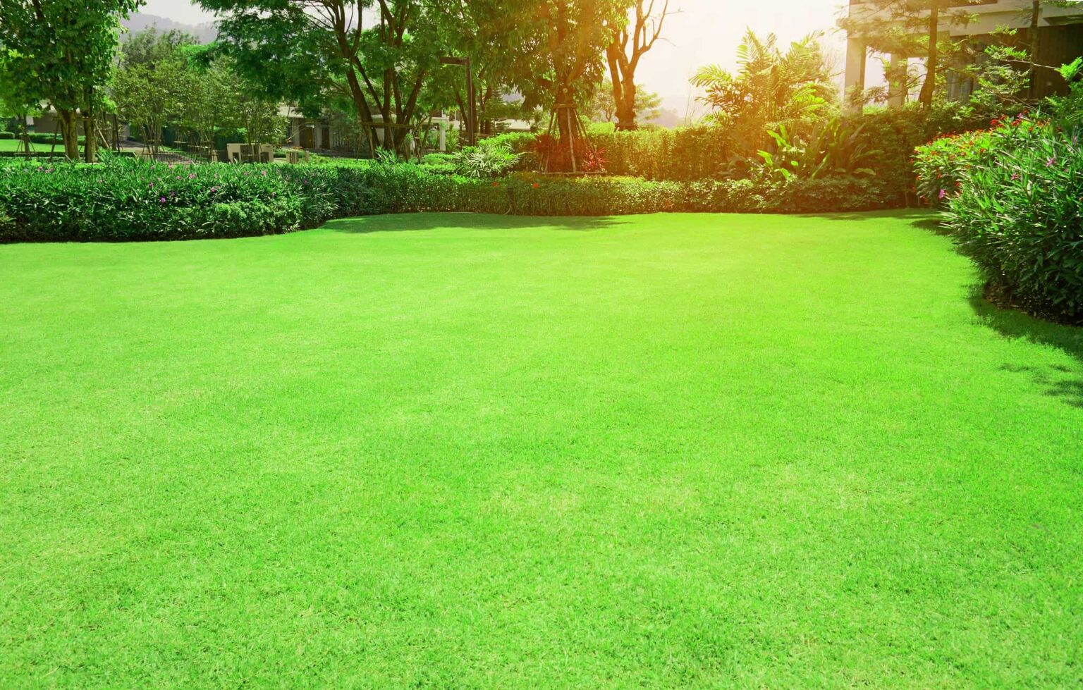 Bermuda Grass Bible - The Ultimate Guide to Bermuda grass Care
