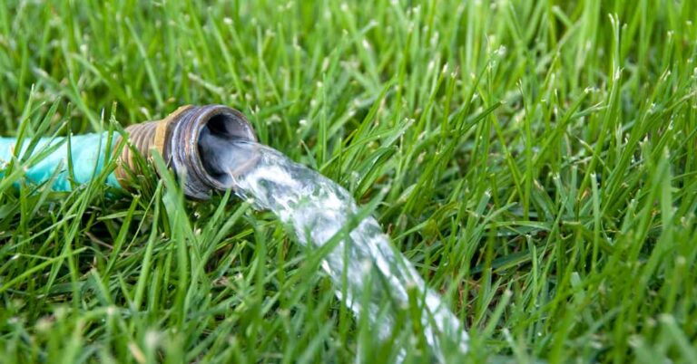 Bermuda Grass Bible - The Ultimate Guide to Bermuda grass Care